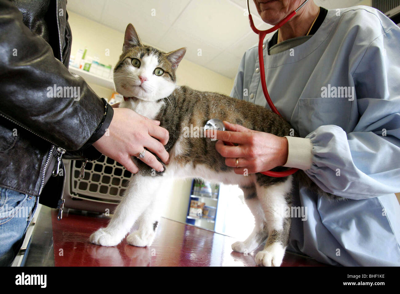 Veterinary for cats hi-res stock photography and images - Alamy