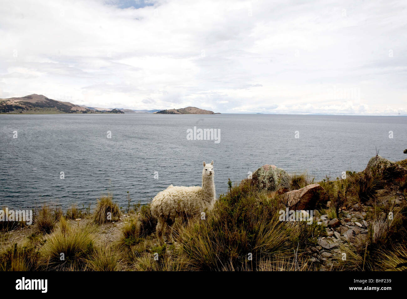 Peru : Lake Titicaca Stock Photo - Alamy