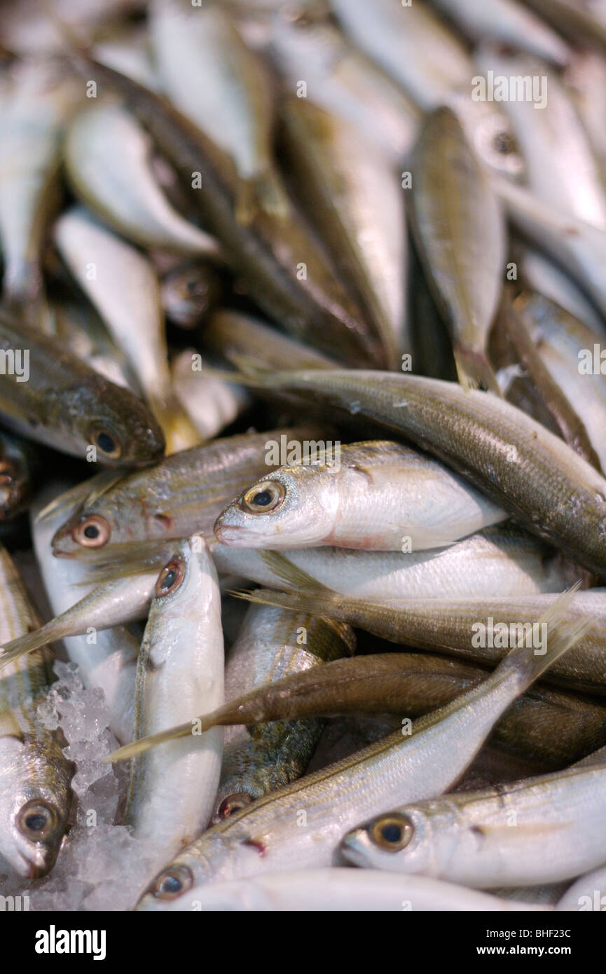 Diet of small fish hi-res stock photography and images - Alamy