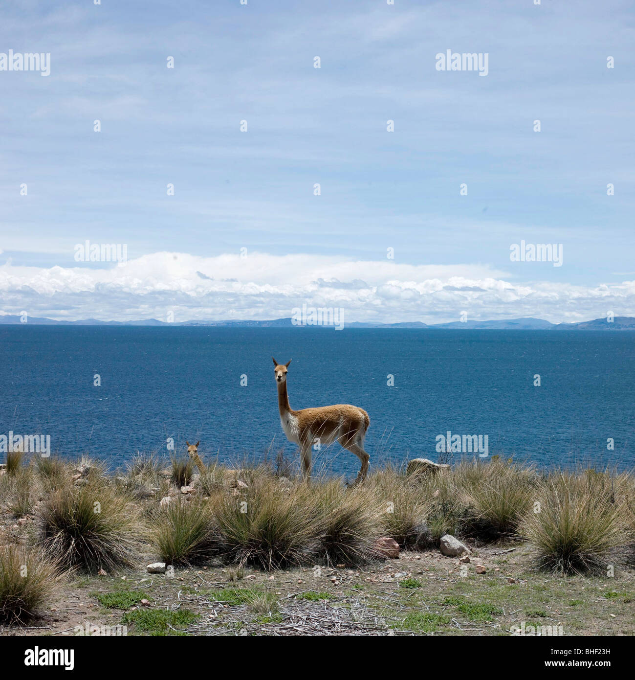 Peru : Lake Titicaca Stock Photo - Alamy