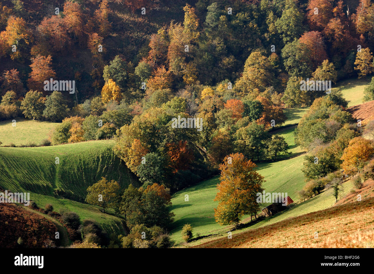 Iraty forest hi-res stock photography and images - Alamy