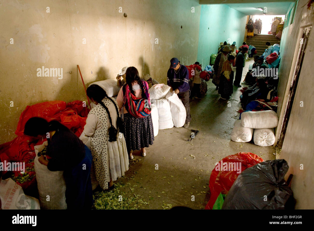 Bolivia : Coca cultivation Stock Photo - Alamy