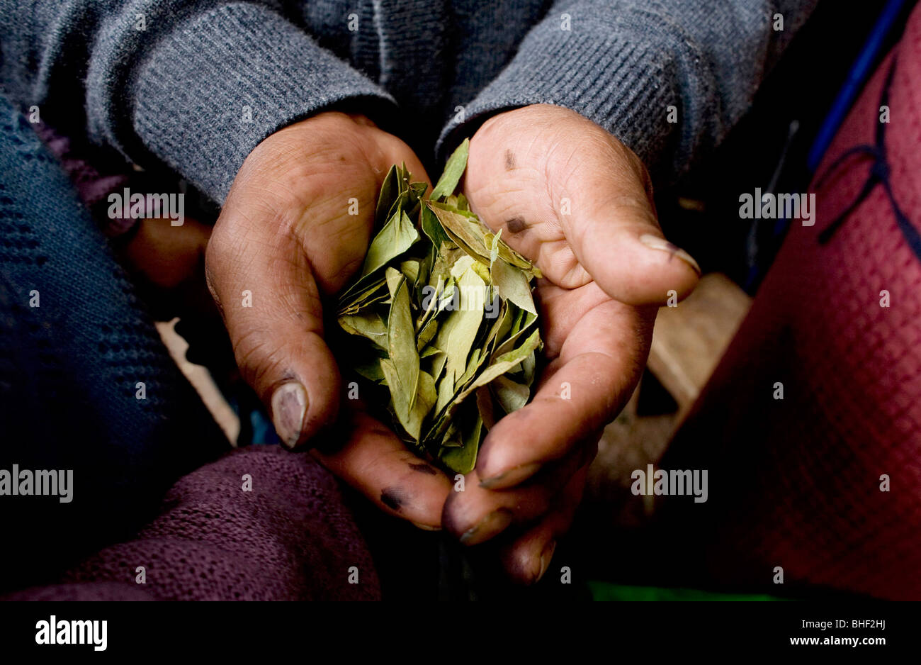 Peru : Coca cultivation Stock Photo - Alamy