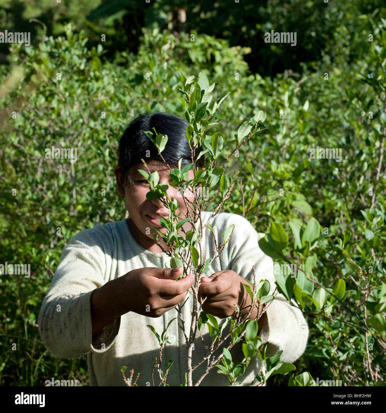Bolivia : Coca cultivation Stock Photo - Alamy
