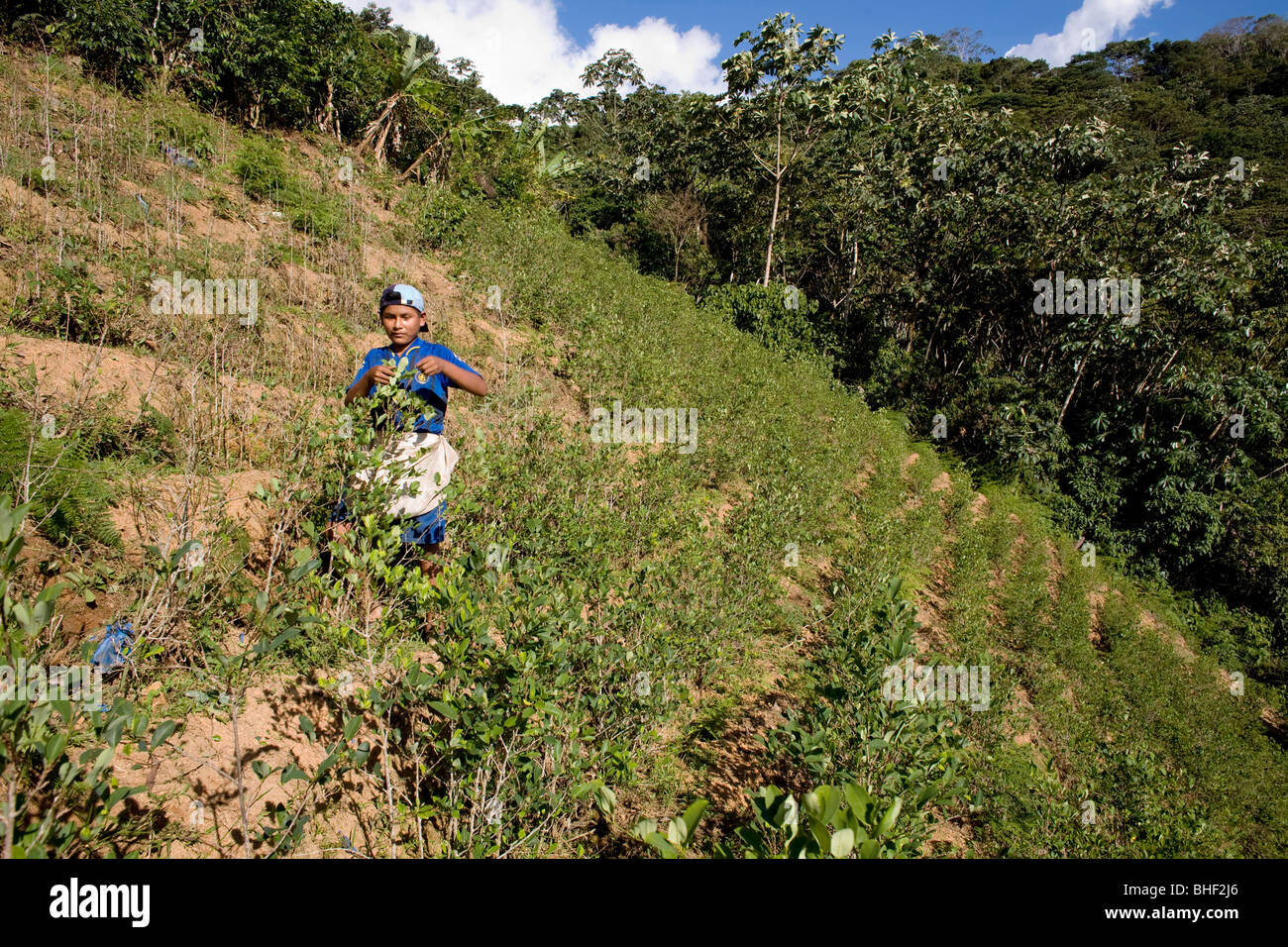 Bolivia : Coca cultivation Stock Photo - Alamy
