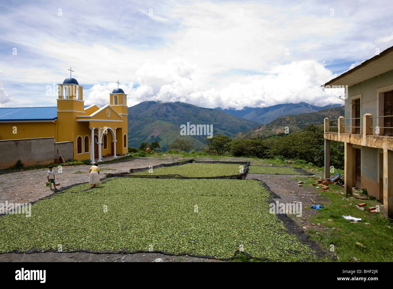 Bolivia : Coca cultivation Stock Photo - Alamy