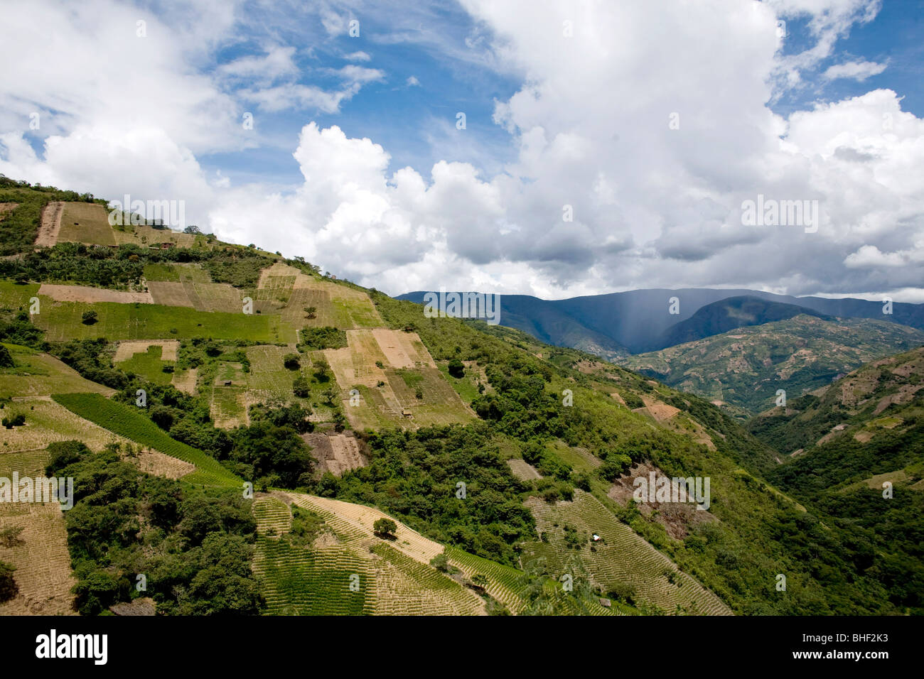 Bolivia : Coca cultivation Stock Photo - Alamy