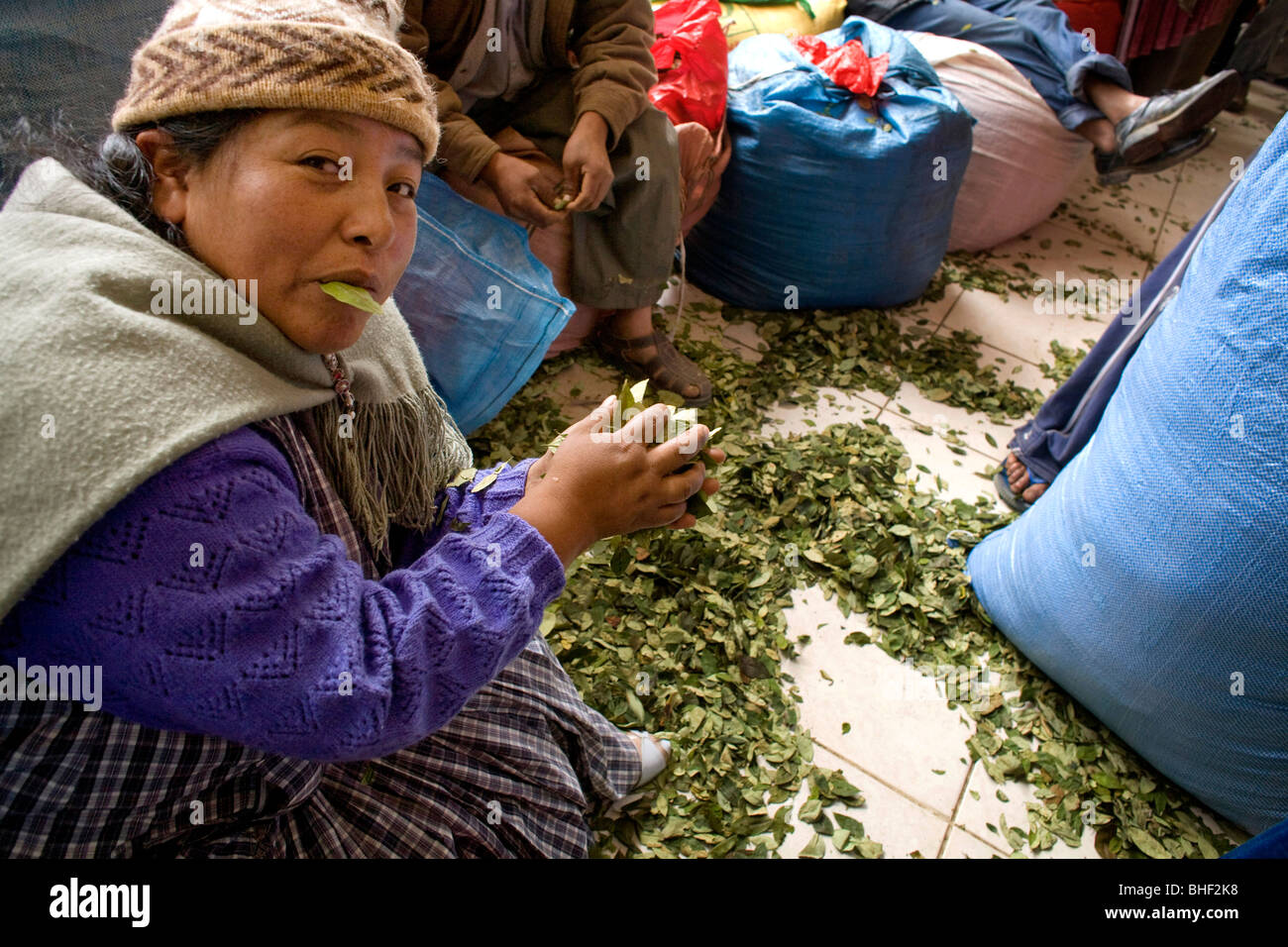 Bolivia : Coca cultivation Stock Photo - Alamy