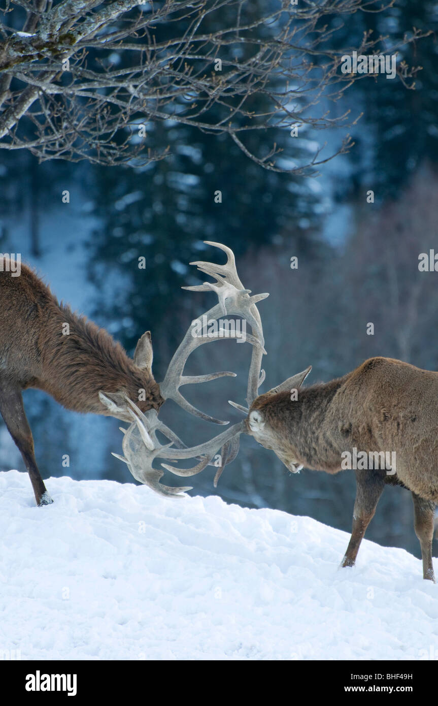 Rutting stags hi-res stock photography and images - Alamy