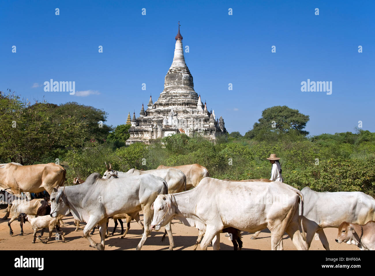 Cattle and buddhist temple. Bagan. Myanmar Stock Photo - Alamy