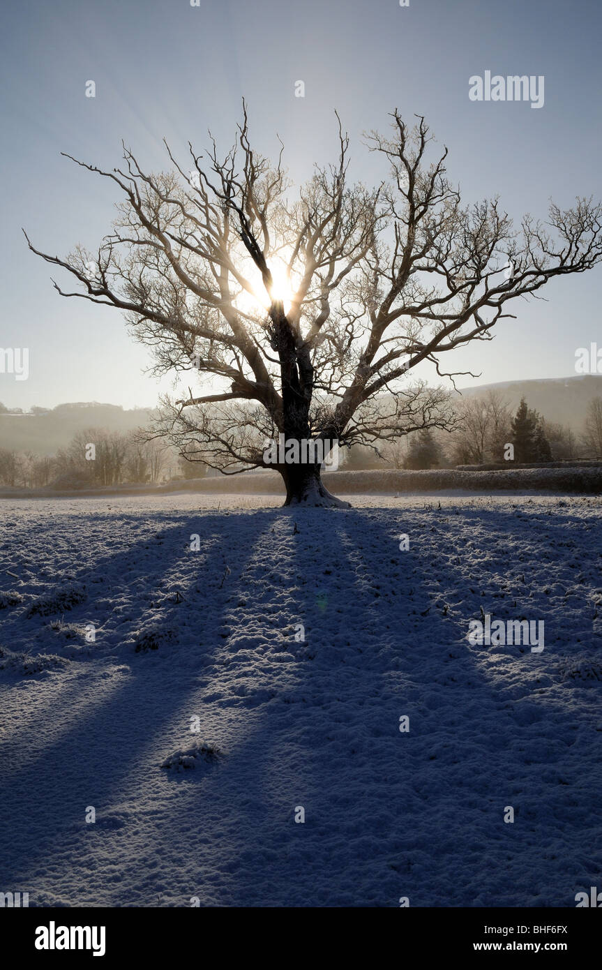 Early morning sun through the branches of a mature oak tree Tywi Valley ...