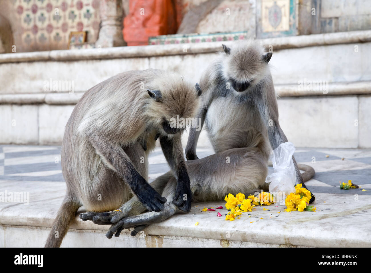 Gray langurs. Pushkar. Rajasthan. India Stock Photo - Alamy