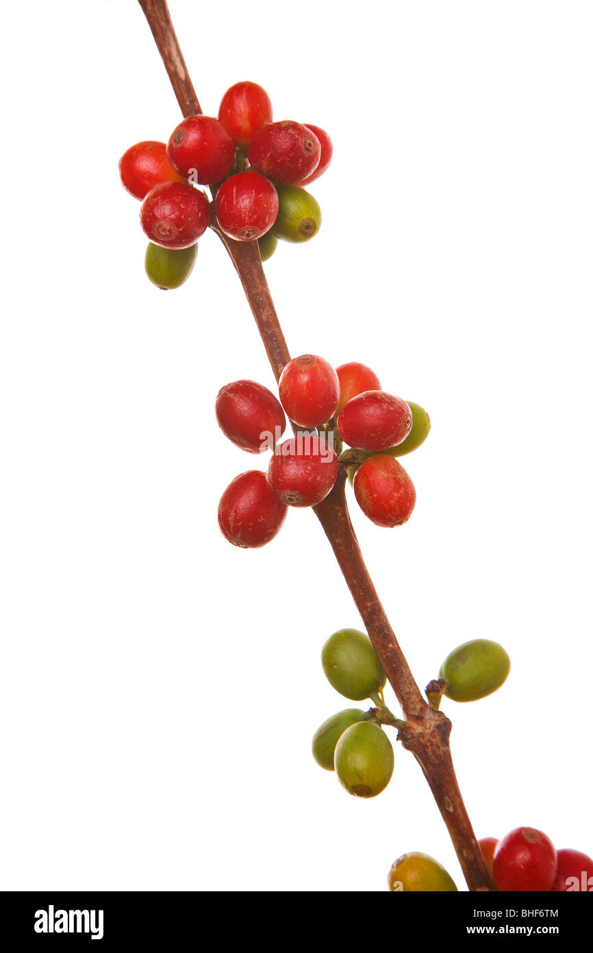 Ripe coffee beans growing on the stem , isolated in studio.Photograph ...