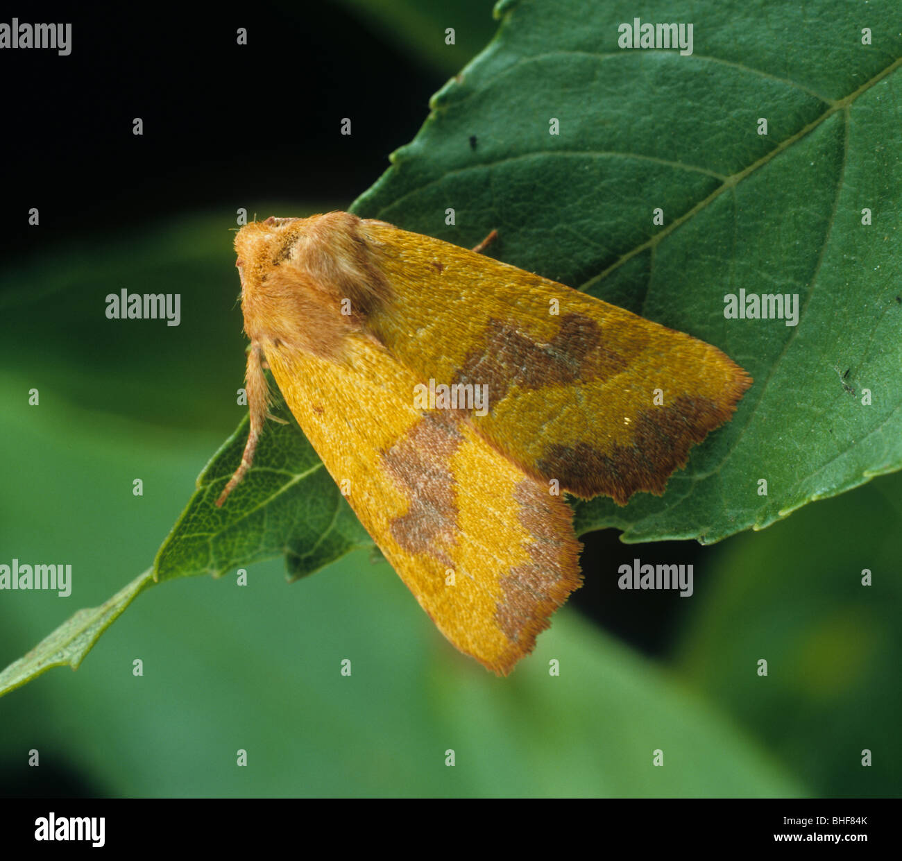 Barred sallow moth hi-res stock photography and images - Alamy