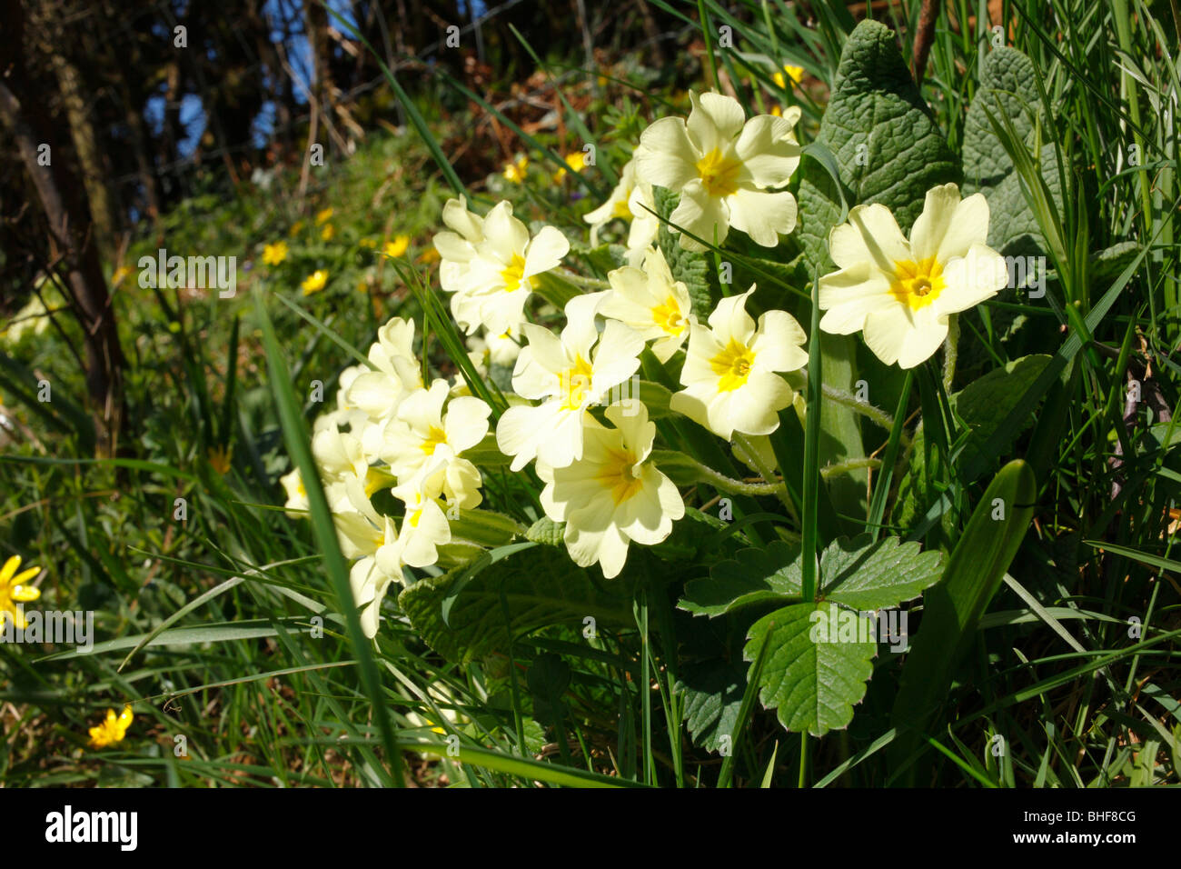 Primrose (Primula vulgaris) flowering at the base of a hedge. Powys ...