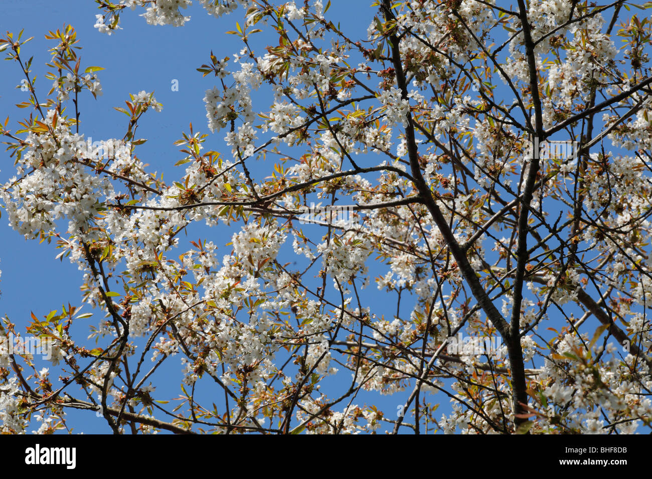 Prunus avium leaves hi-res stock photography and images - Alamy