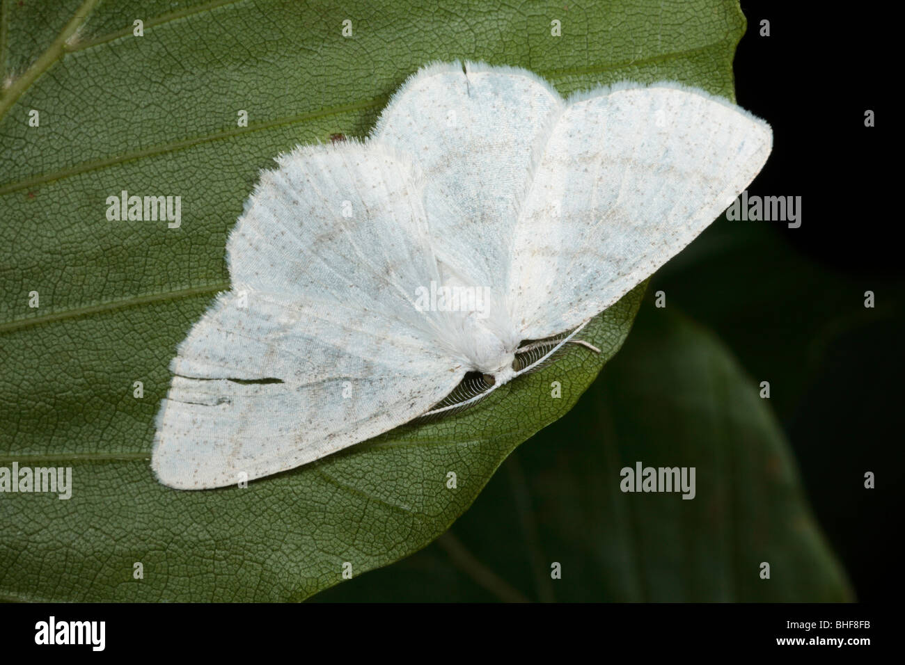 Common White Wave moth (Cabera pusaria). Powys, Wales Stock Photo - Alamy