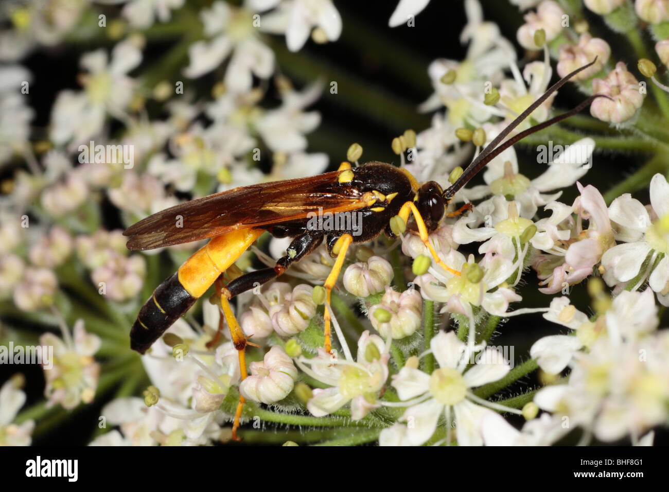 Ichneumon fly hi-res stock photography and images - Alamy