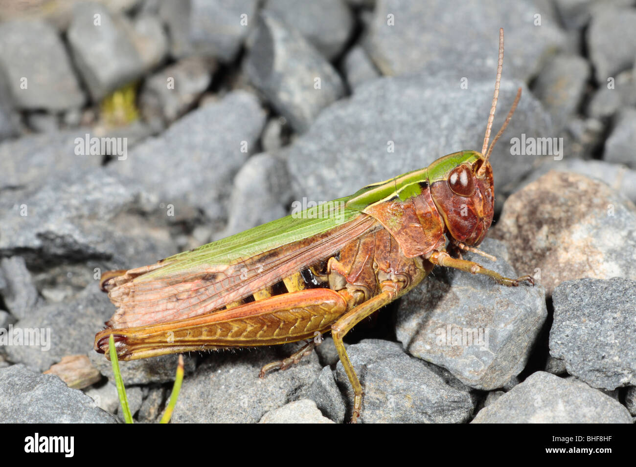 Female Common Green Grasshopper (Omocestus viridulus) purple form ...