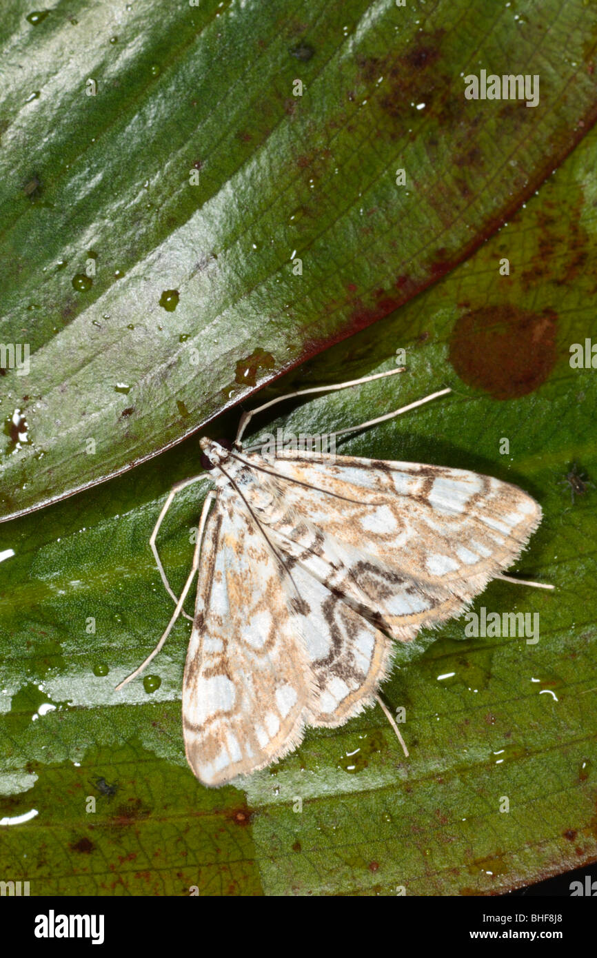 Brown China-mark moth (Elophila nymphaeata) drinking from raindrops on ...