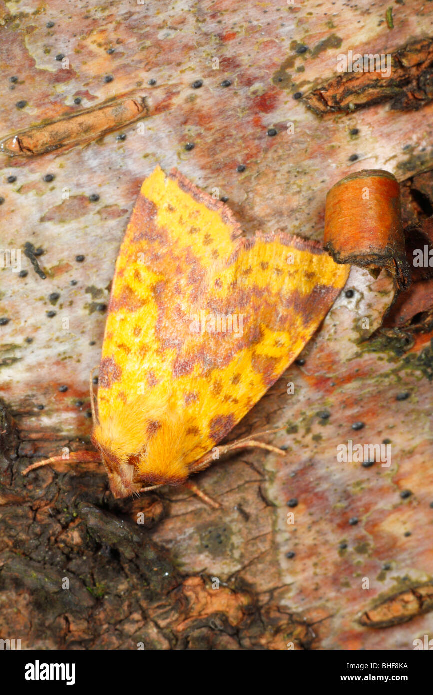 Pink-barred Sallow moth (Xanthia togata). Powys, Wales Stock Photo - Alamy
