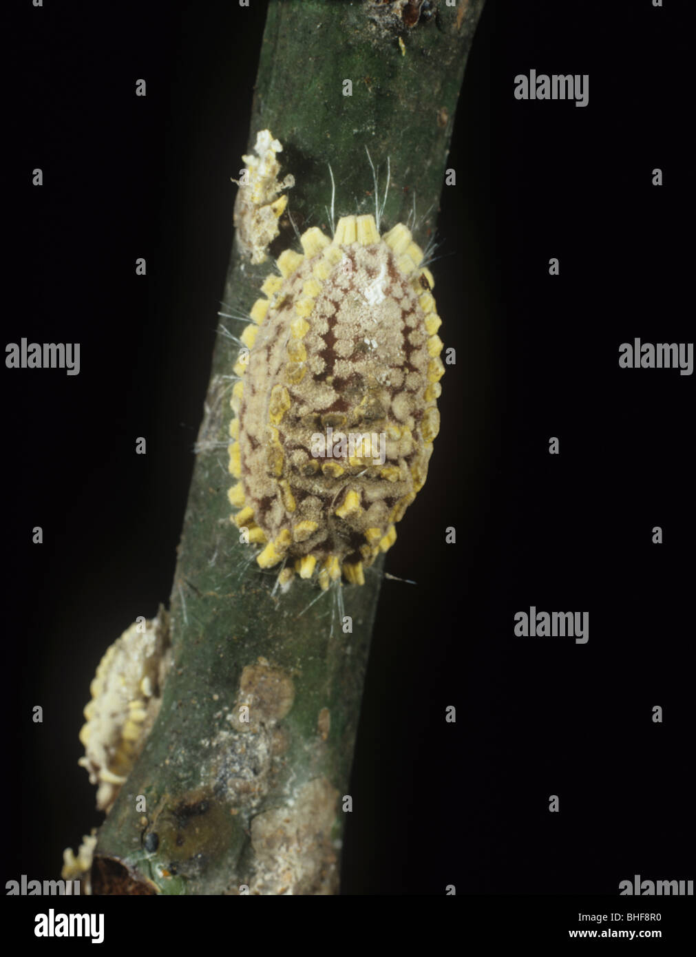 A scale insect possibly Seycelles fluted scale (Icerya seychellarum) on ...
