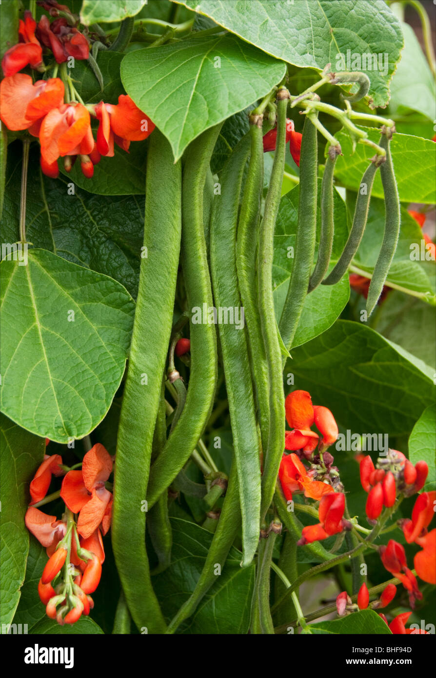 Runner beans, Enorma Stock Photo - Alamy