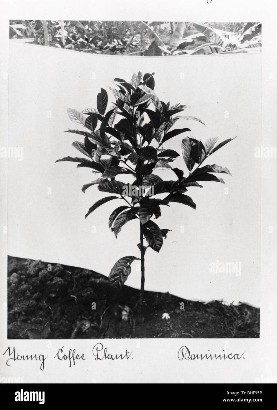 Coffee plantation 19th century hi-res stock photography and images - Alamy