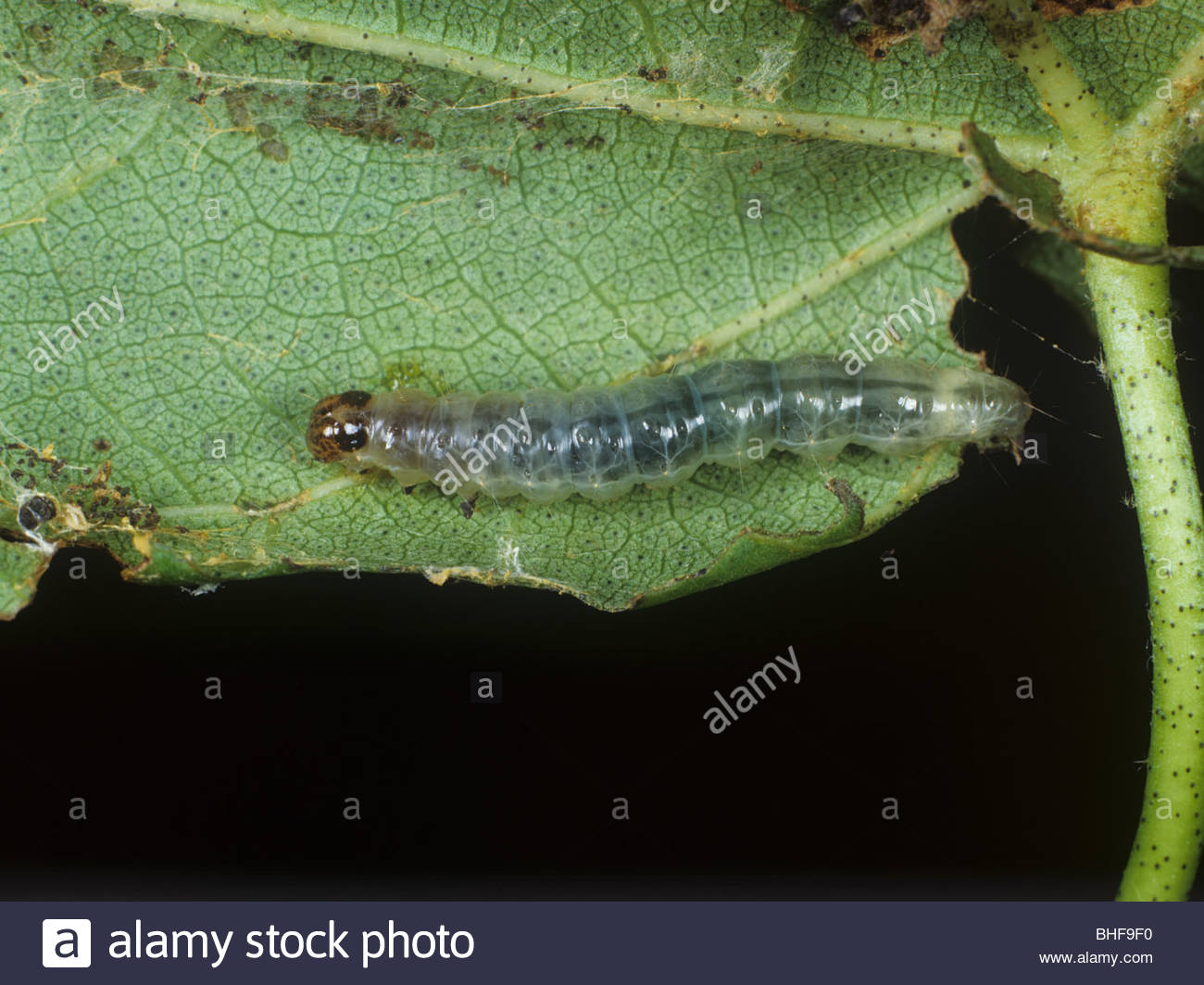 Leaf Roller Stock Photos & Leaf Roller Stock Images - Alamy