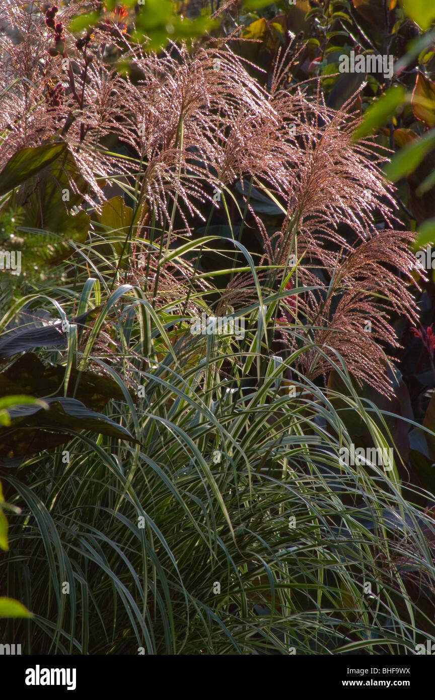 Miscanthus sinensis var. purpurascens, Flame Grass, Miscanthus ...