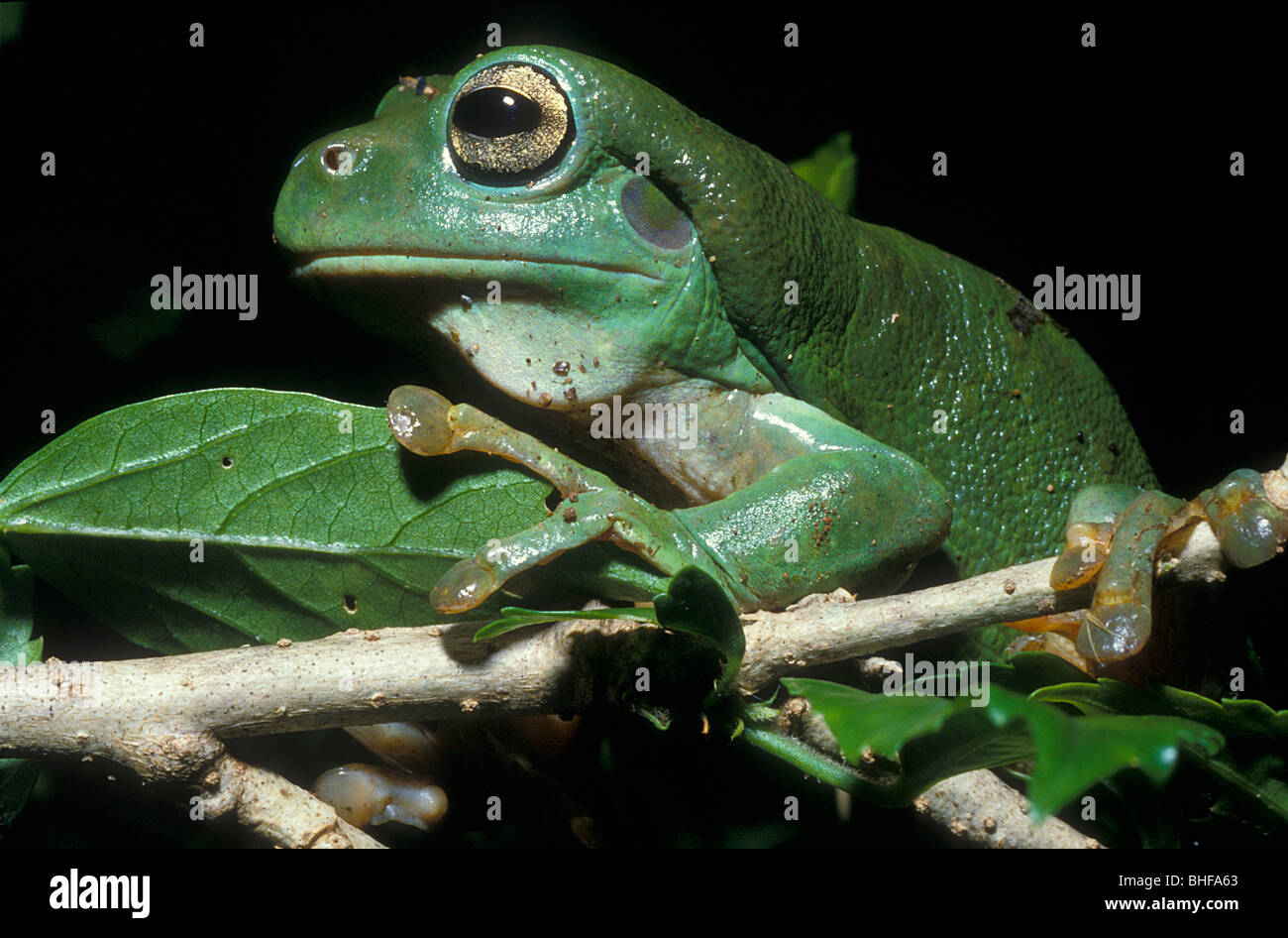 Green tree frog Stock Photo - Alamy