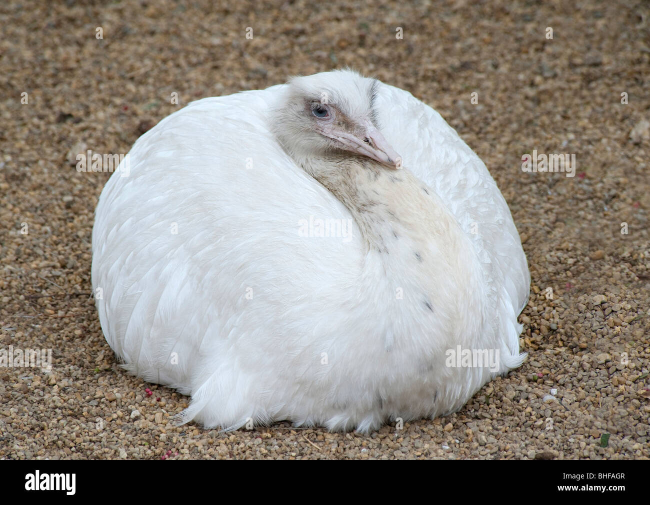 Ostrich sitting down hi-res stock photography and images - Alamy