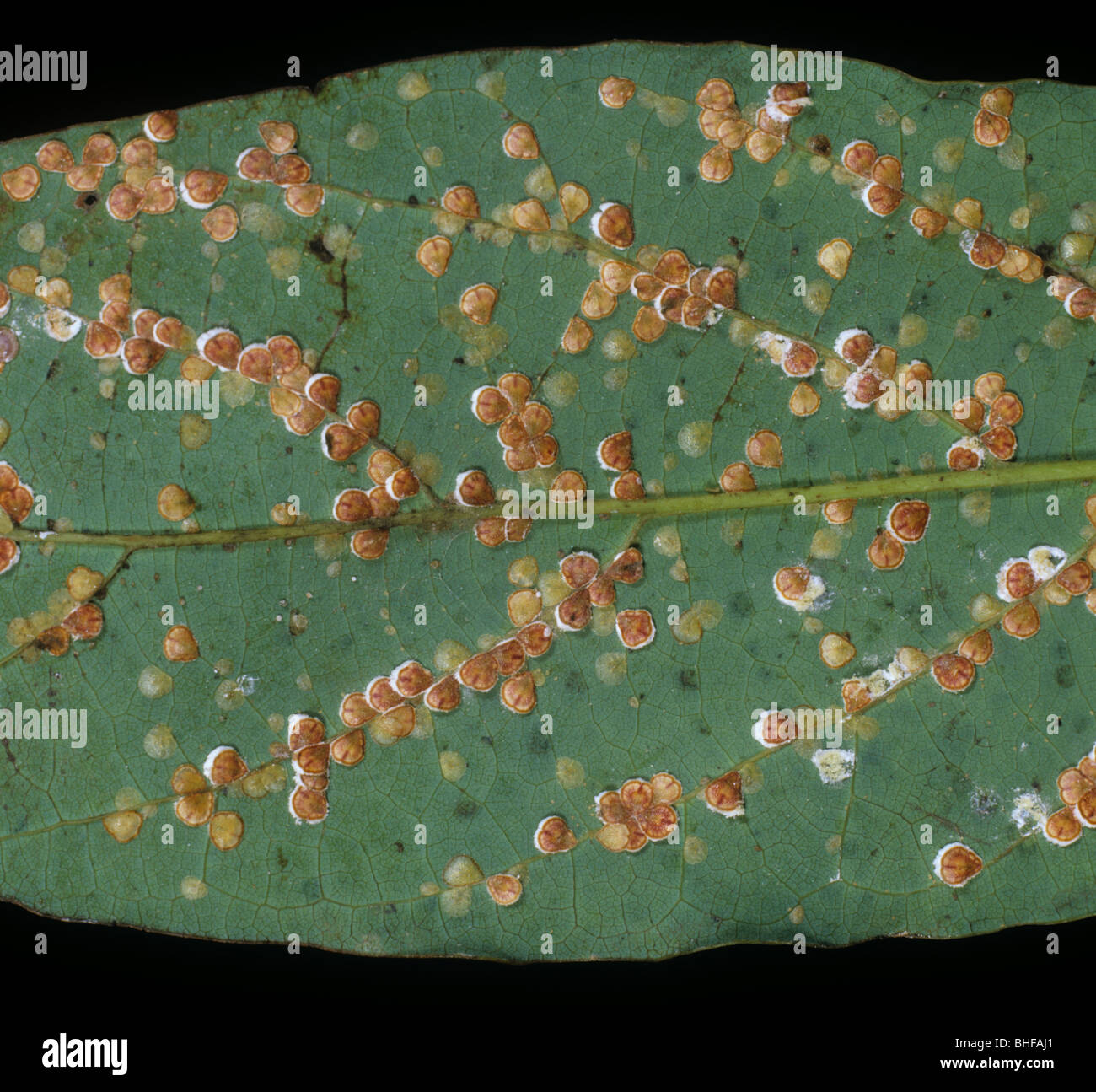 Pear Shaped Leaf High Resolution Stock Photography and Images - Alamy