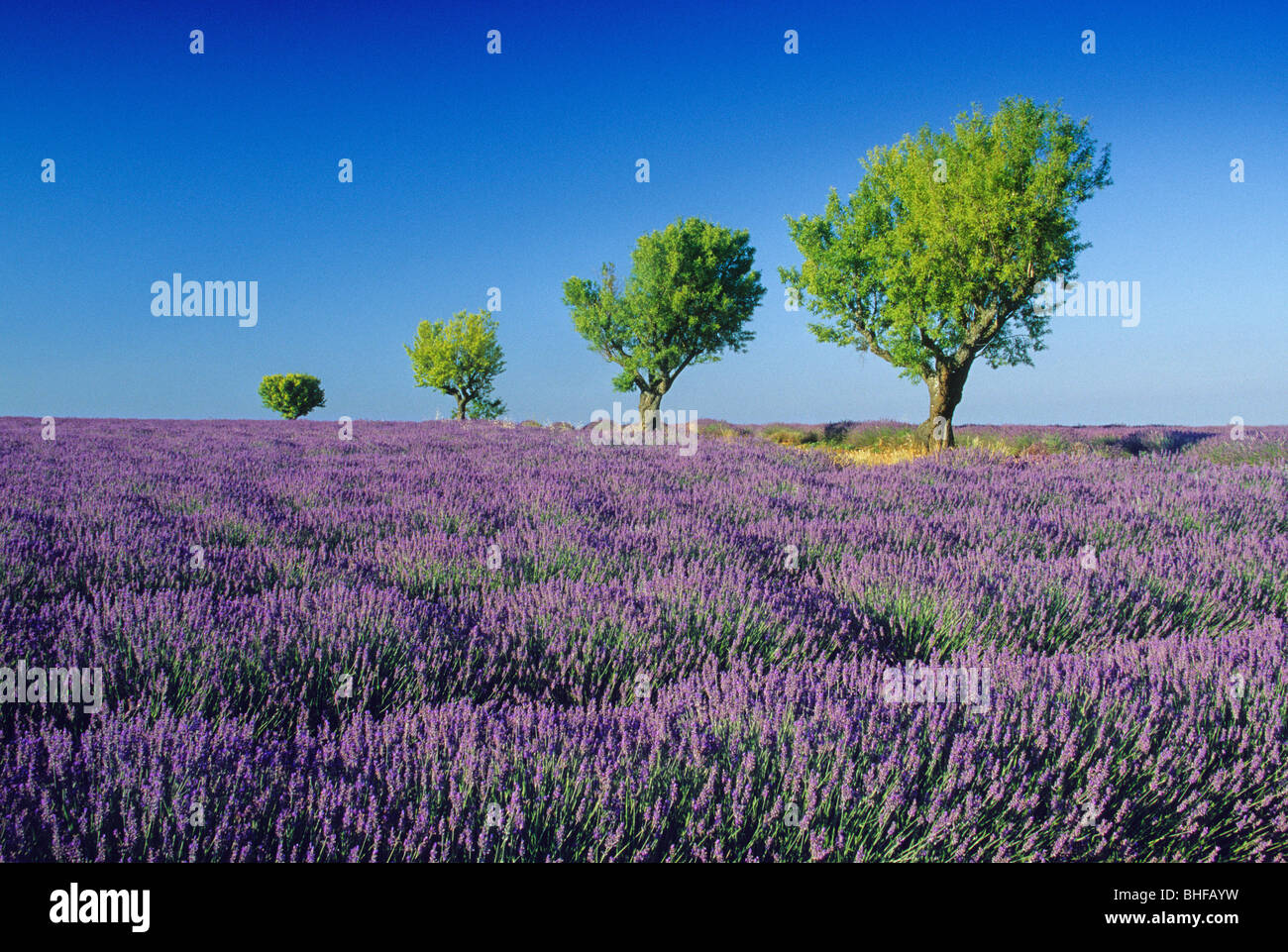 Almond trees in lavender field nder blue sky, Plateau de Valensole ...
