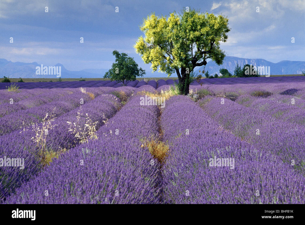 Almond tree in lavender field under clouded sky, Plateau de Valensole ...