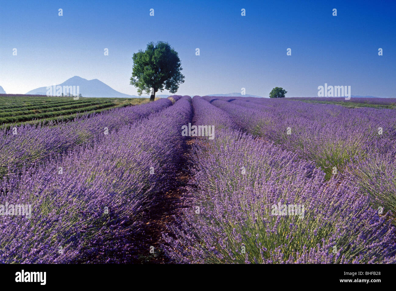 Almond tree in lavender field under blue sky, Plateau de Valensole ...