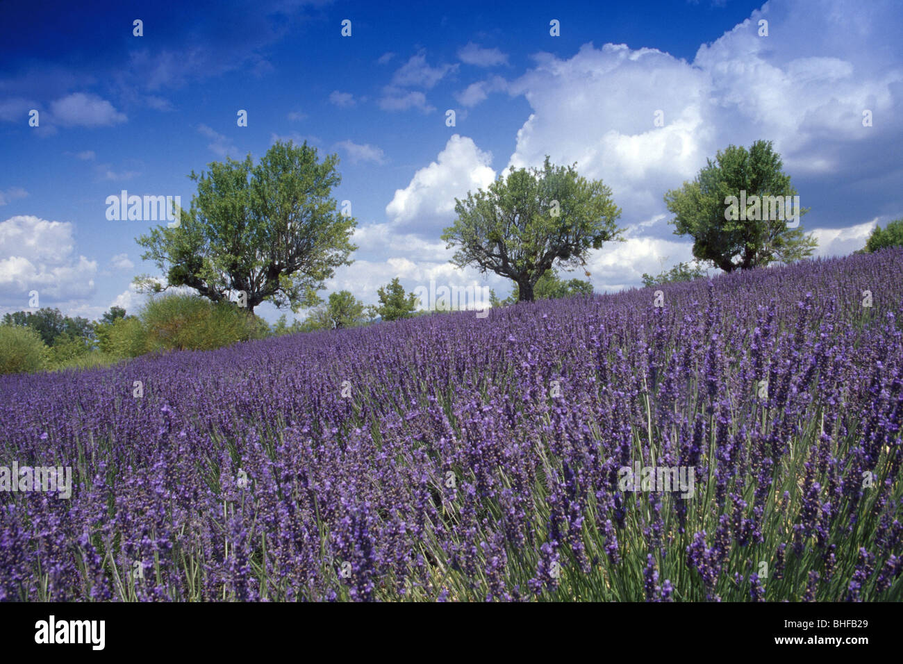 Almond trees in lavender field under clouded sky, Plateau de Valensole ...