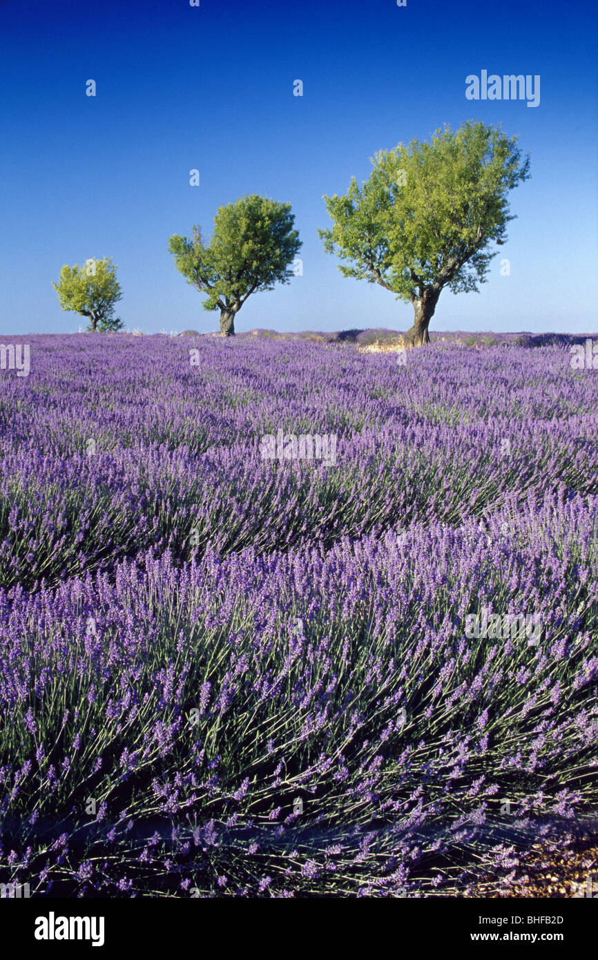 Almond trees in lavender field, Plateau de Valensole, Alpes de Haute ...