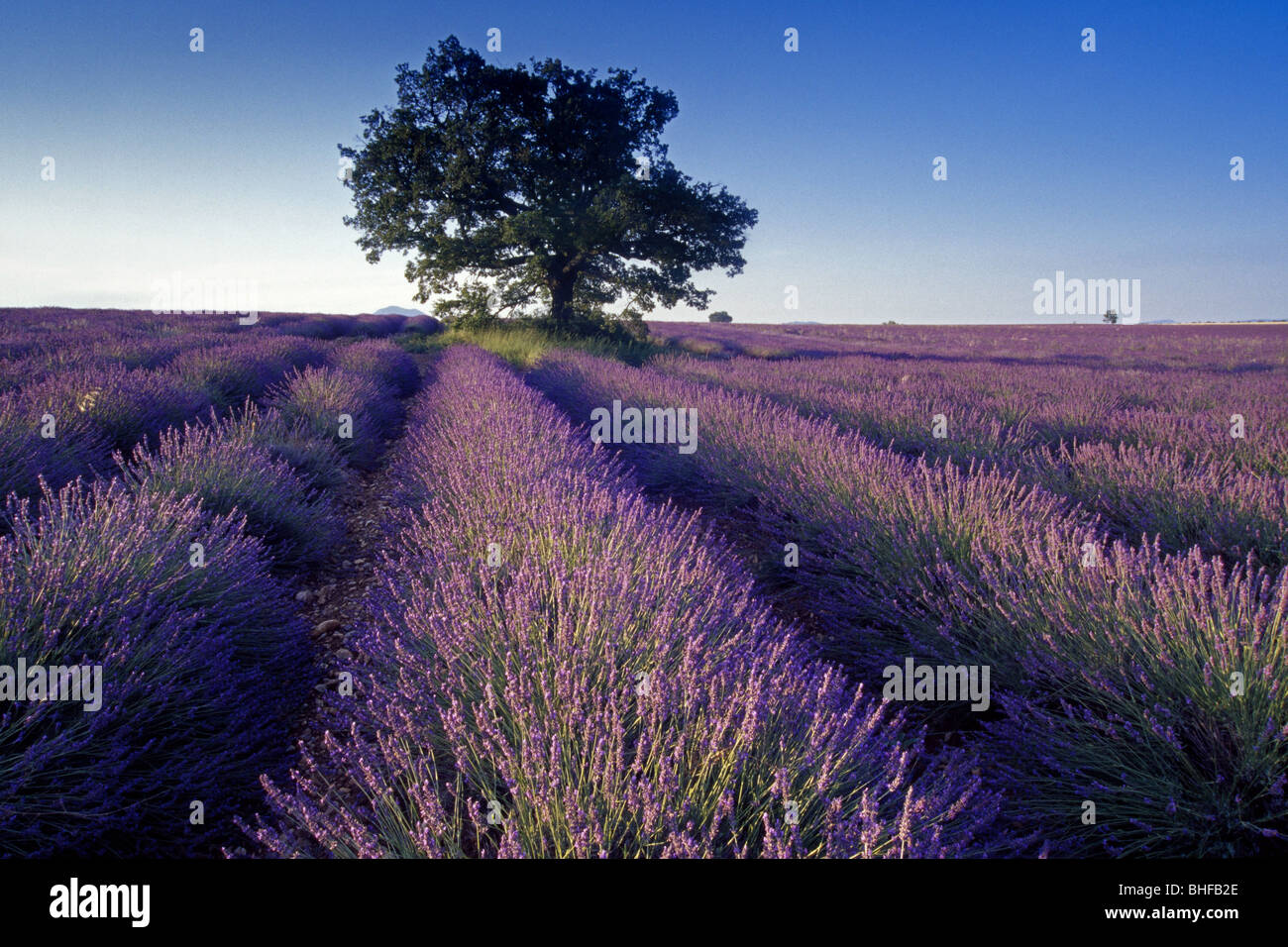Oak tree in lavender field under blue sky, Plateau de Valensole, Alpes ...
