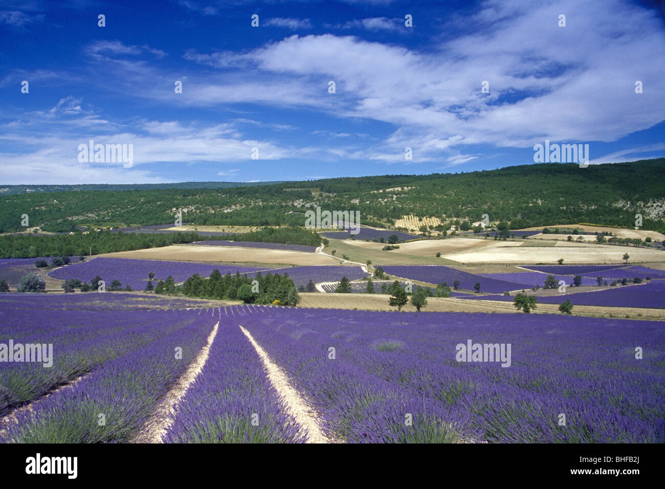 Landscape with lavender fields under clouded sky, Vaucluse, Provence ...
