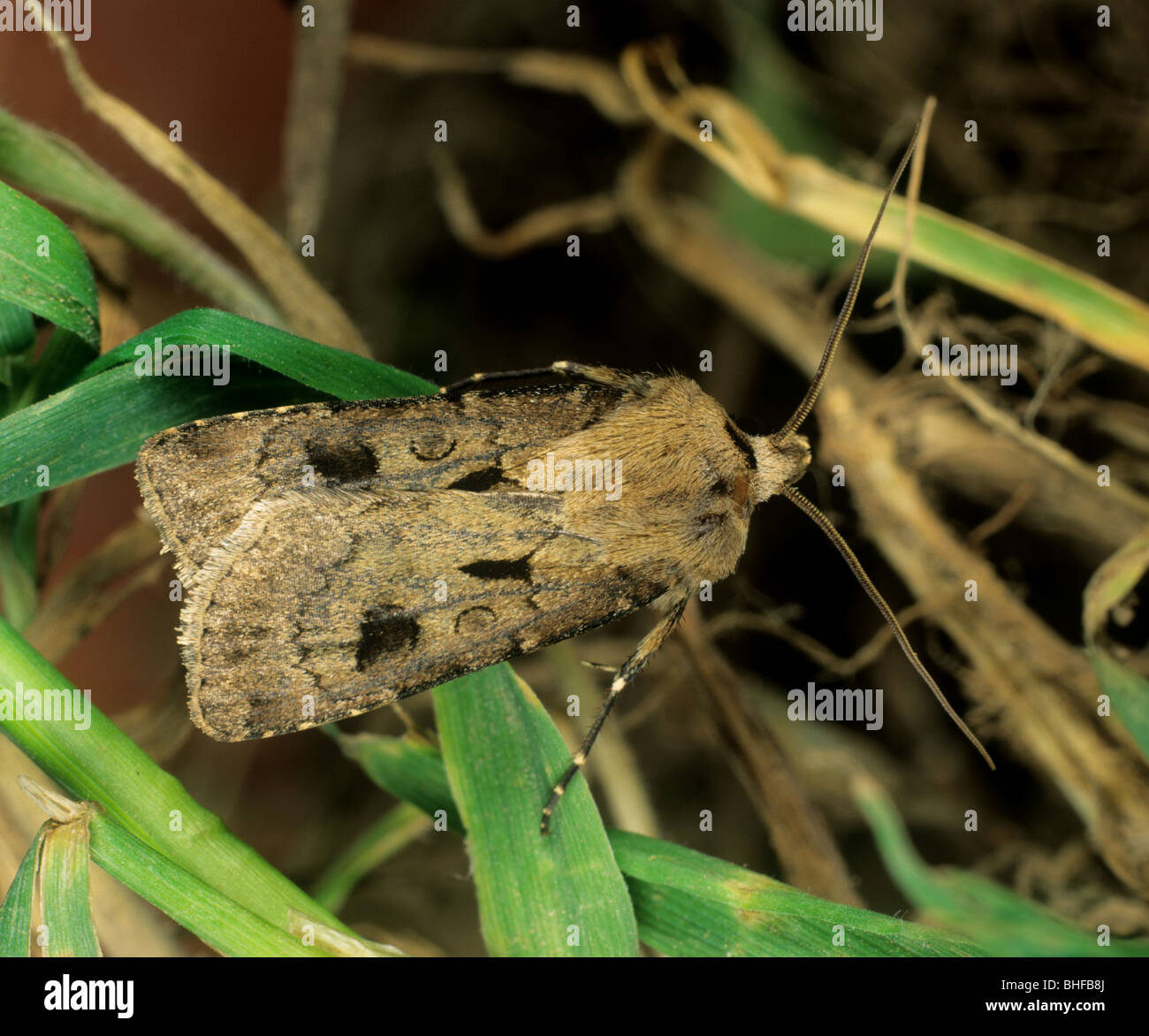 Heart & dart moth (Agrotis exclamationis) moth on grass Stock Photo - Alamy