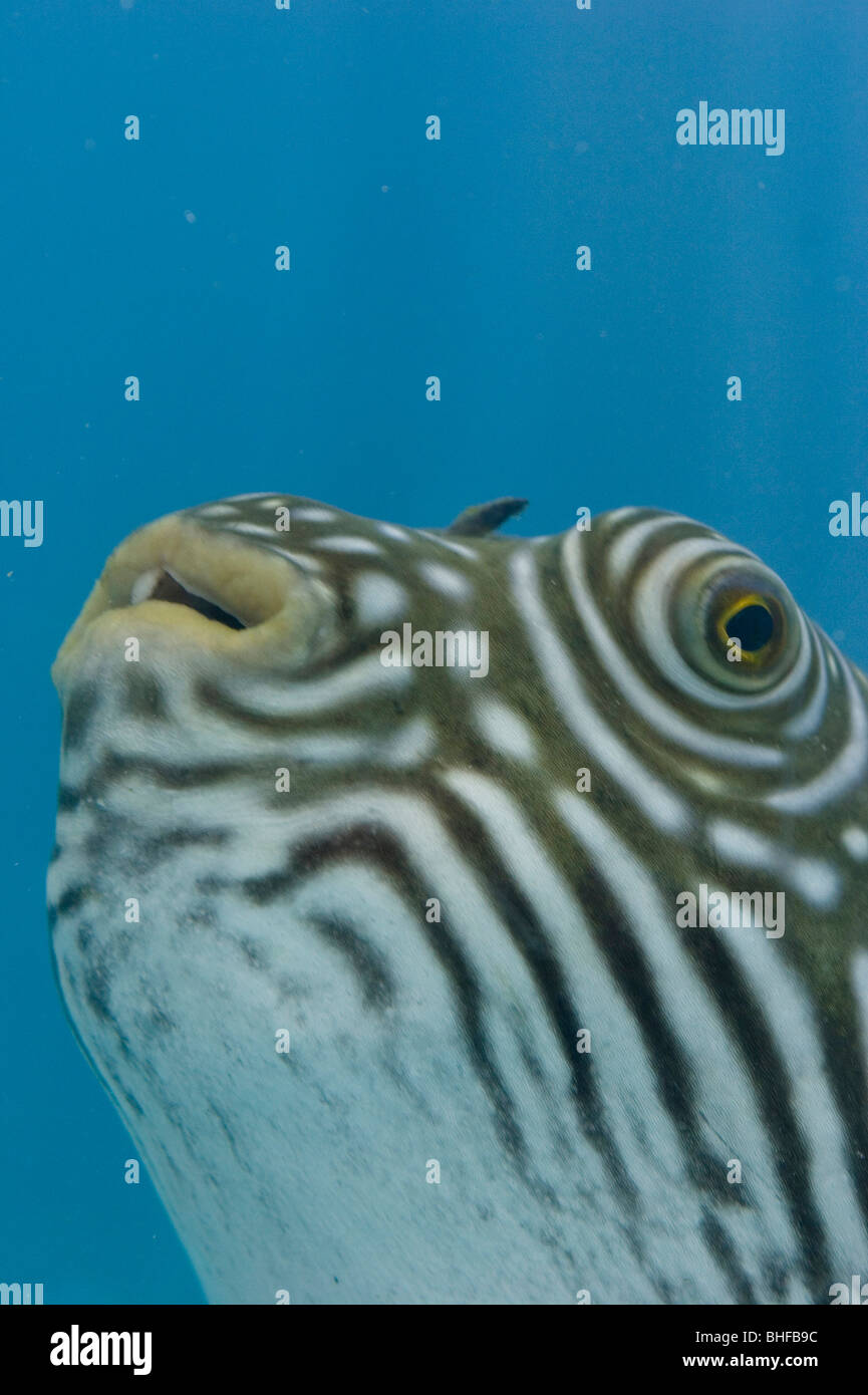 A blowfish at the Reef HQ aquarium, Townsville, Queensland, Australia ...