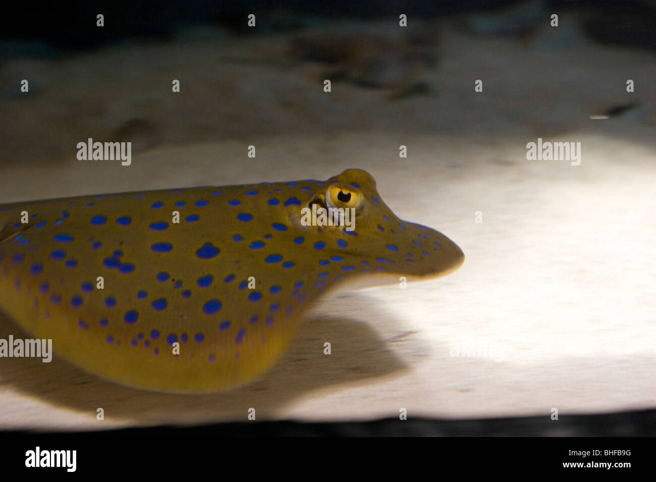 A stingray at the Reef HQ aquarium, Townsville, Queensland, Australia ...