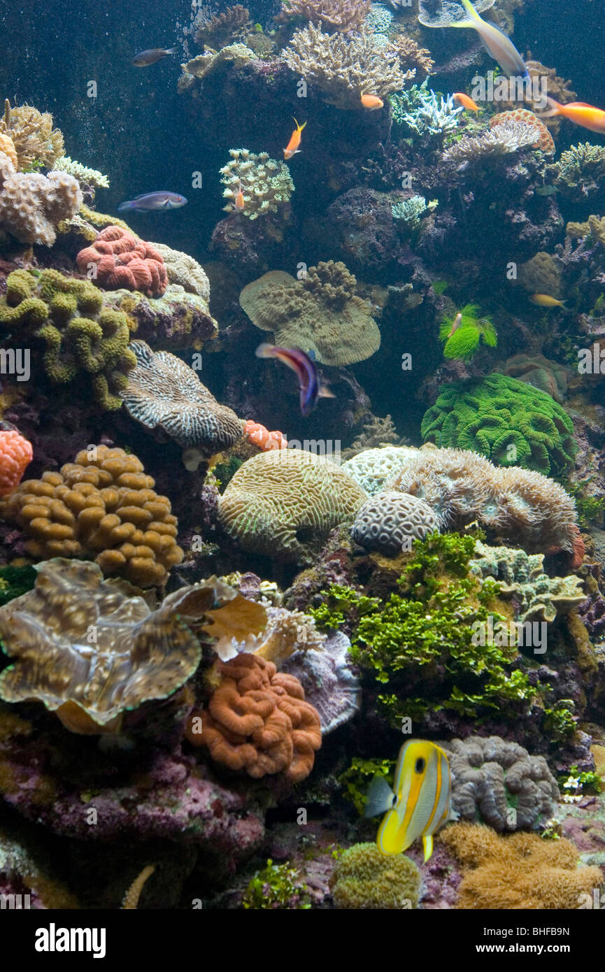 Coral reef with fishes at the Reef HQ aquarium, Townsville, Queensland ...