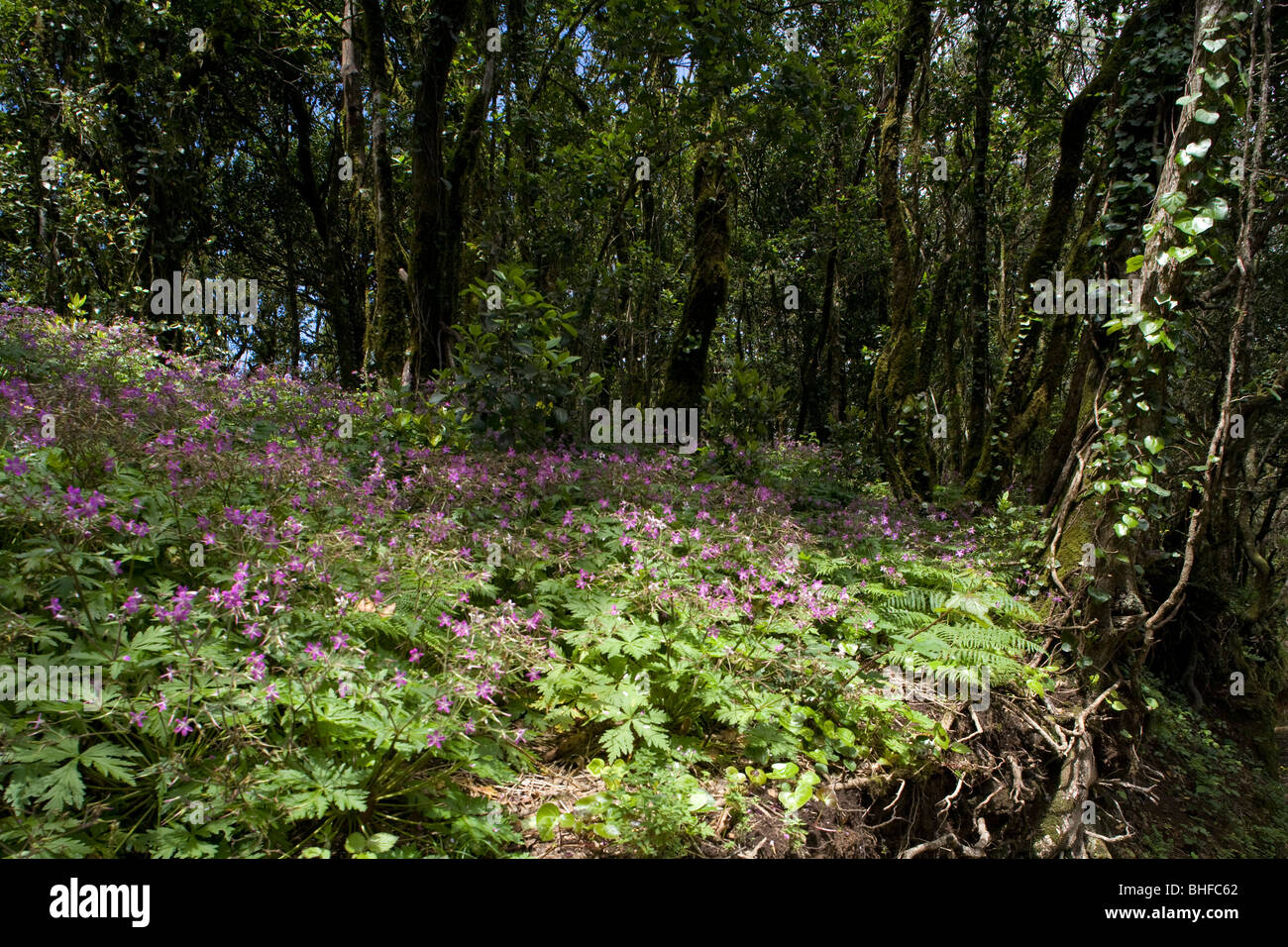 Idyllic laurel forest, Anaga mountains, Parque Rural de Anaga, Tenerife ...