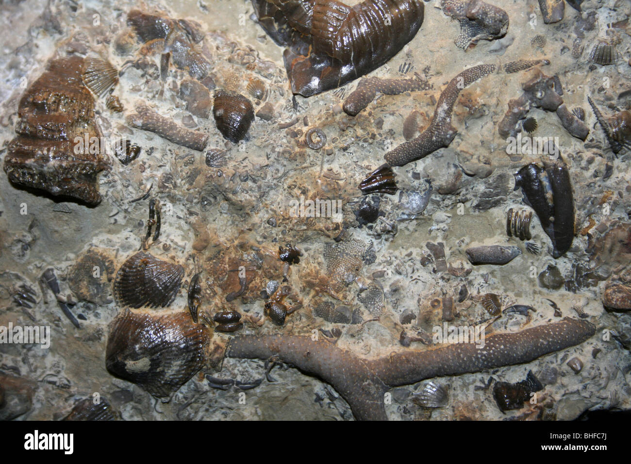 Fossil Remains In The Wenlock Limestone, Dudley, West Midlands, UK ...