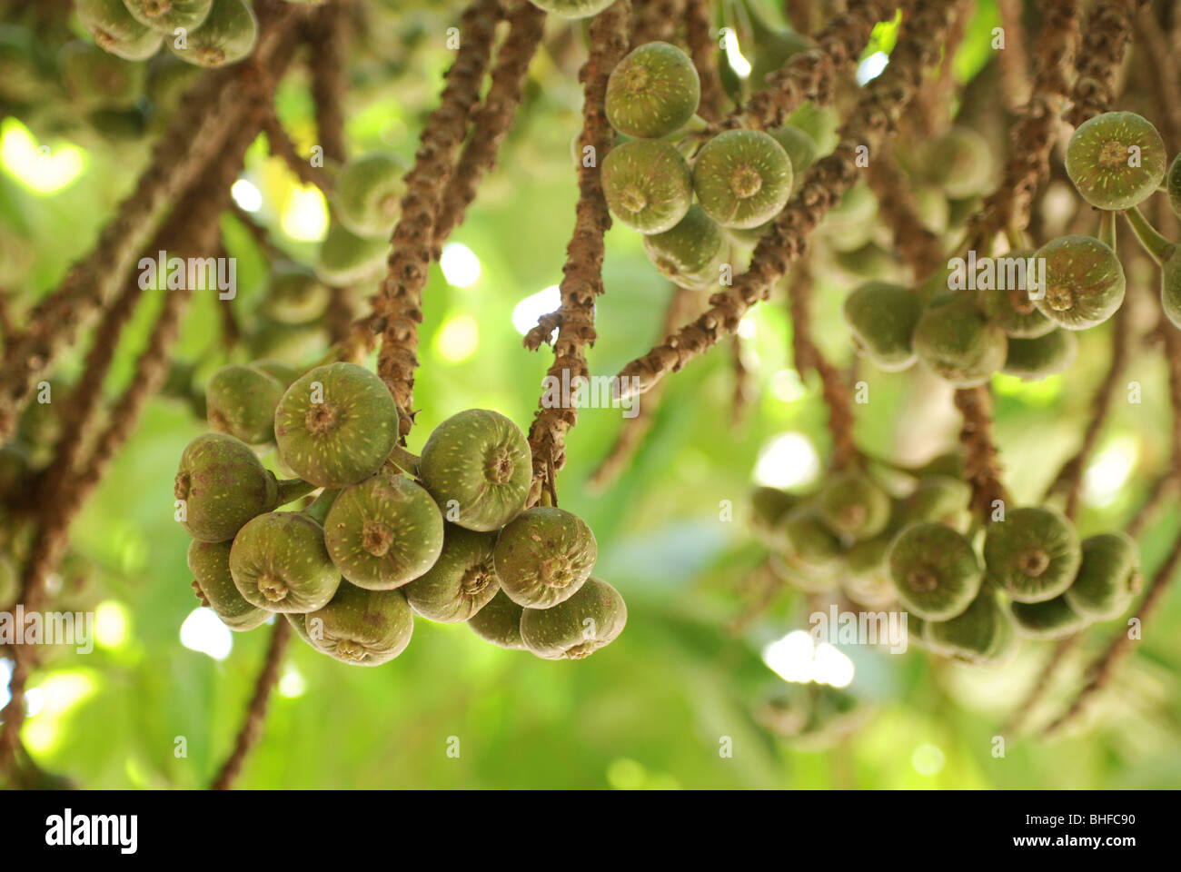 Tick tree hi-res stock photography and images - Alamy