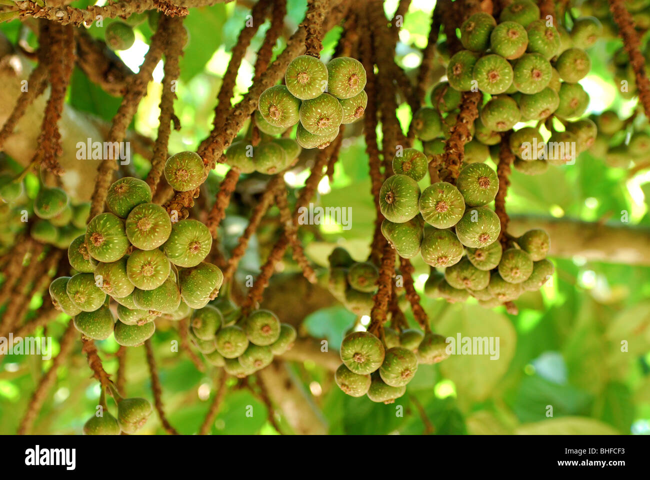 Tick tree hi-res stock photography and images - Alamy