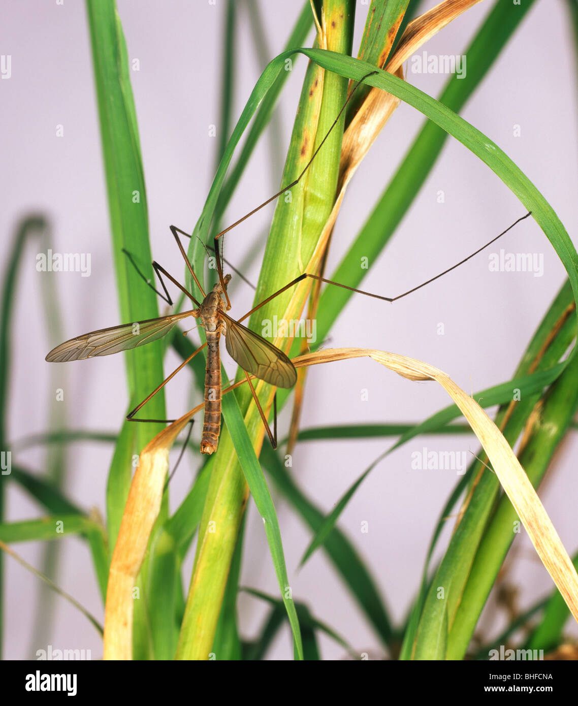 Crane-fly (Tipula oleracea) adult on grass Stock Photo - Alamy