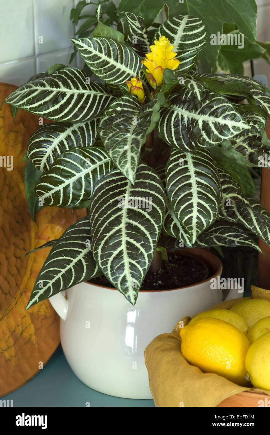 Zebra Plant (Aphelandra squarrosa Stock Photo - Alamy
